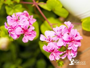 Oração 564 – Oro Por Você